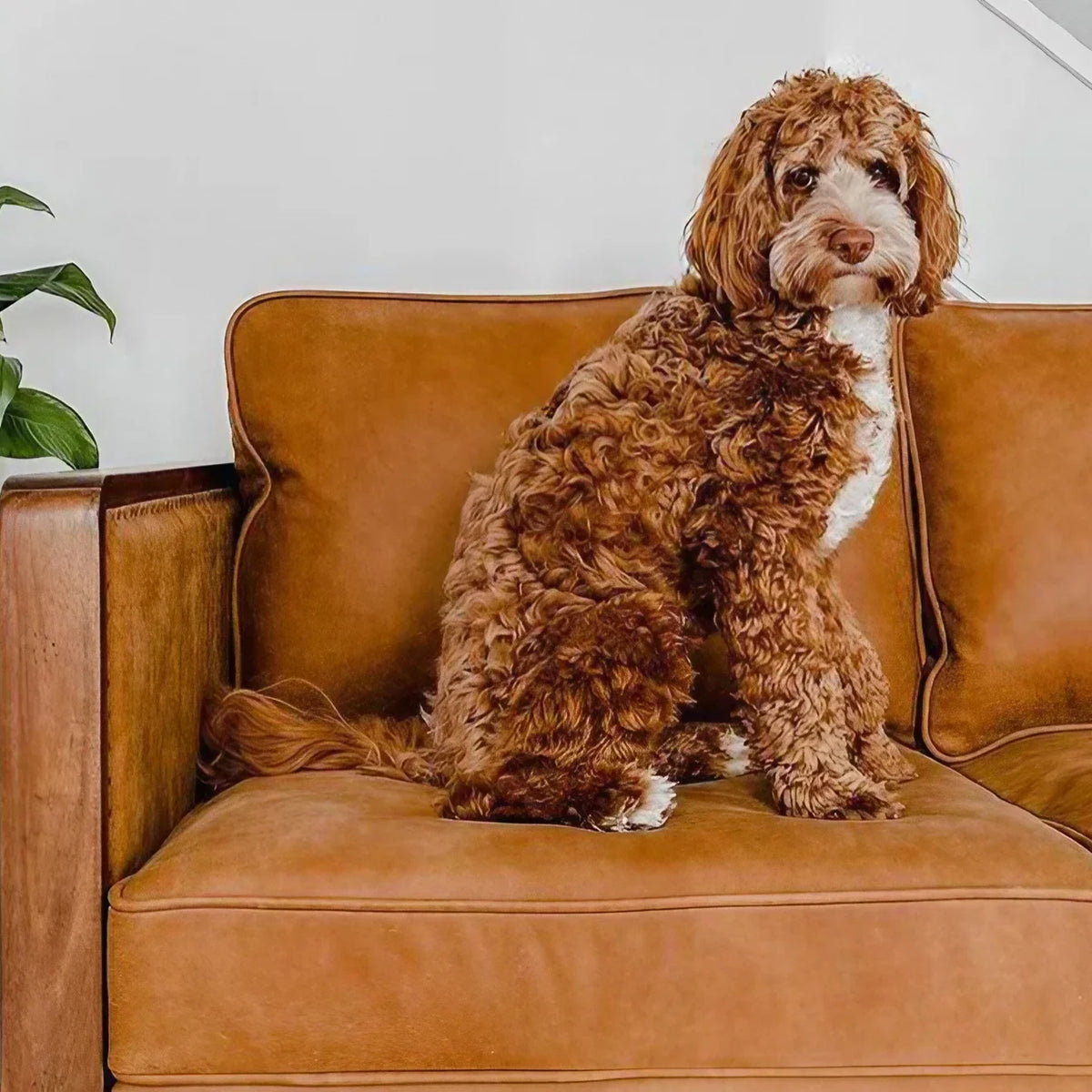 Pet Friendly Couches - Durable, Anti-Scratch Sofas | Couchery